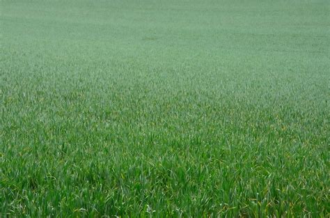 Wheat Tristan Schmurr Flickr