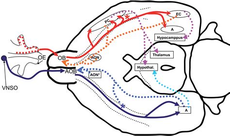 Olfactory Cortex Pathway