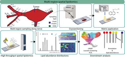 Spatial Lipidomics Reveals Myelin Defects And Protumor Macrophage