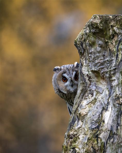 Nieuwsgierige Ransuil Roots Magazine