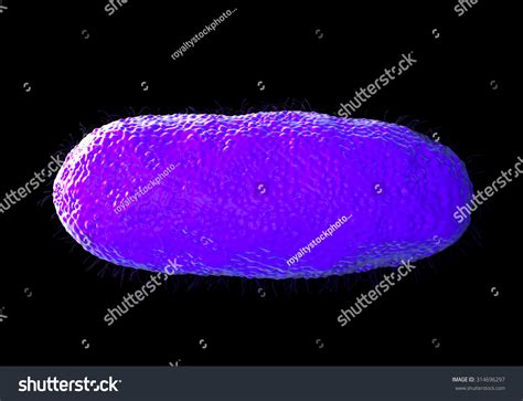 Salmonella Typhimurium Bacterium Flagellate Gramnegative Bacillus Stock