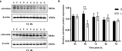 Figure 4 From Differential Modulation Of Cerebellar Flocculus Unipolar