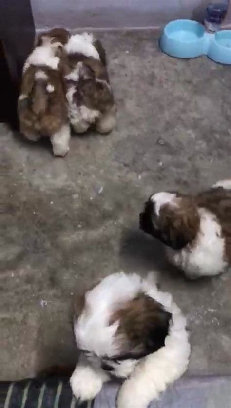Shih Tzu Puppy Puppy For Sale