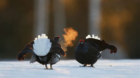 Bing Hd Wallpaper Which Bird Wore It Best Bing Wallpaper Gallery