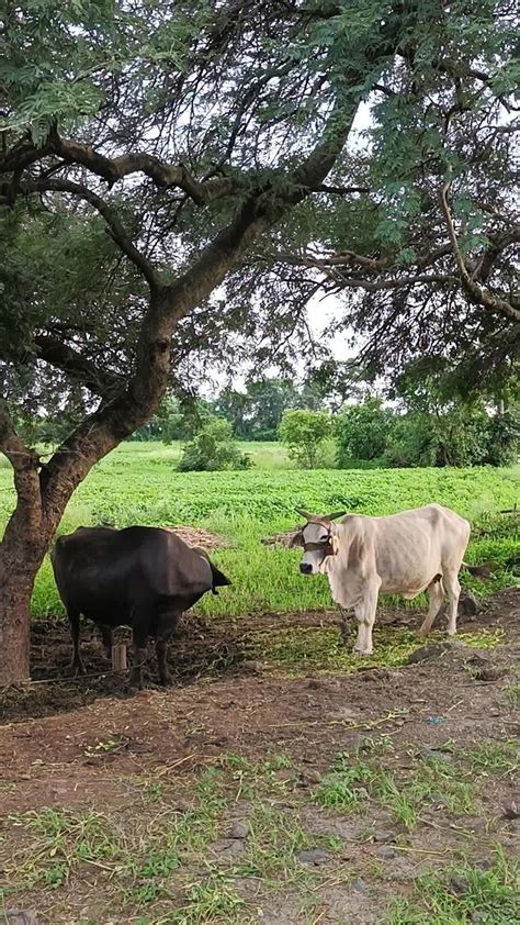 Serene Bathing Of A Water Buffalo At Lakeside Free Stock Video Footage