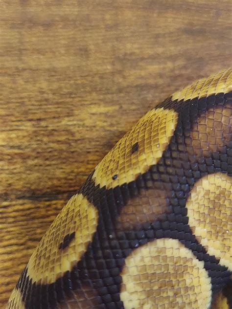 Mites Rballpython