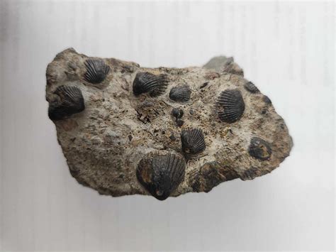 Brachiopoda Member Collections The Fossil Forum