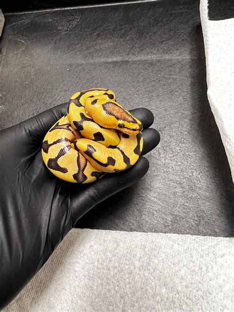 Earthborn Python