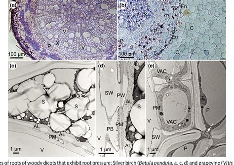 Figure 1 From Positive Pressure In Xylem And Its Role In Hydraulic Function Semantic Scholar