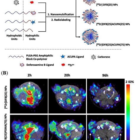 Development Of Psma Targeted Pla Peg Nps For Imaging Of Prostate Cancer