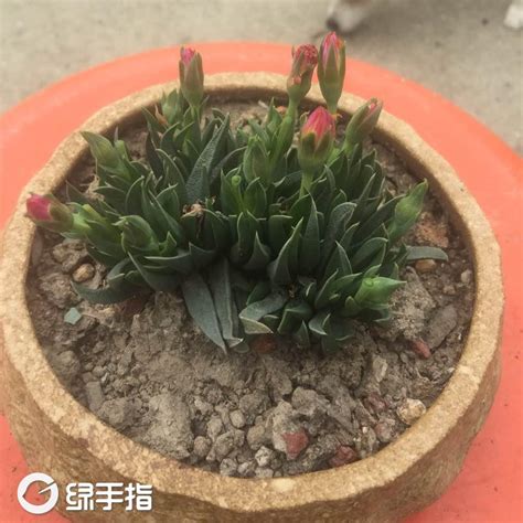 黄花照波 Growing Technolog Python