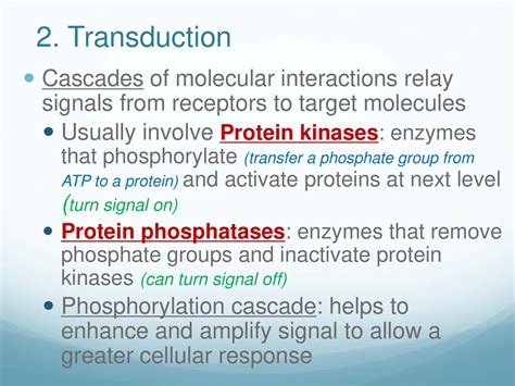 Examples Of Relay Proteins At Crystal Frasher Blog
