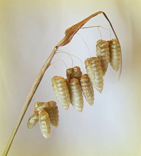 Shivery Grass By Maryfaith Ephotozine