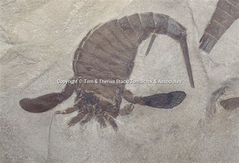Sea Scorpion Fossil