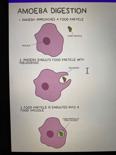 Digestive System Flashcards Quizlet