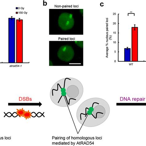 Truncation Analyses To Identify Domains Required For The Protein