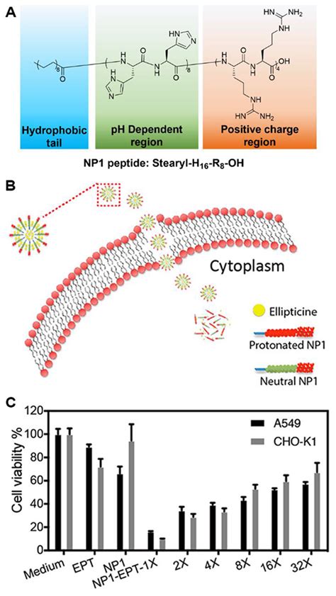 Ph Responsive Self Assembling Peptide Based Biomaterials Designs And Applications Pmc