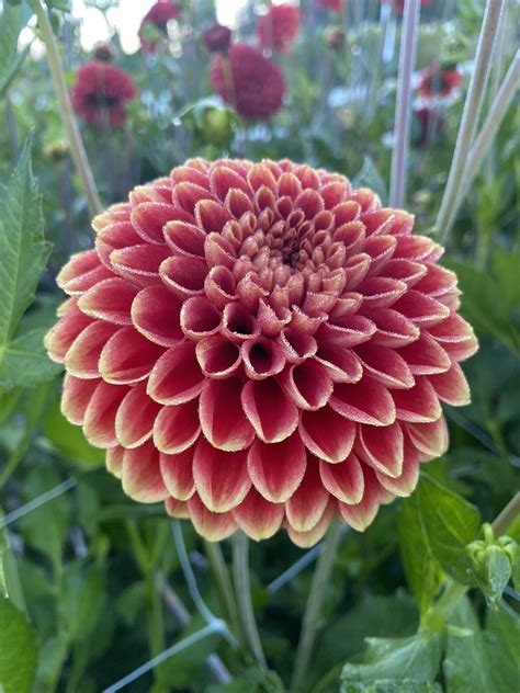 Ruskin Gypsy Soaring Heart Dahlias