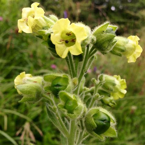 Tobacco Rustica Nicotiana Rustica Earthbeat Seeds