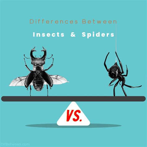 Insects Vs Spiders Key Differences Unveiled