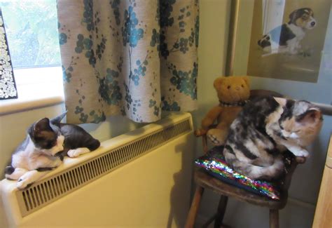 Solve Could Have A Sleep Jigsaw Puzzle Online With 48 Pieces