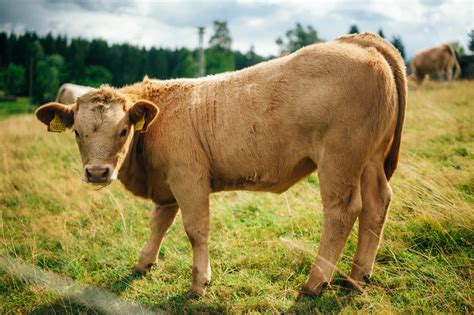Rubia galega entre las mejores razas cárnicas del mundo Destino Galicia