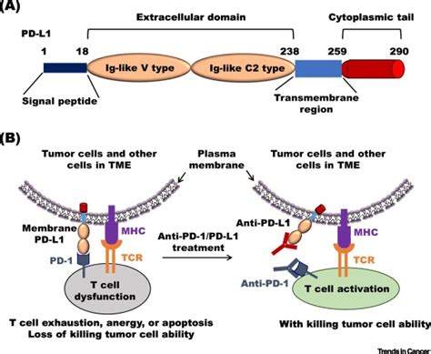 Extracellular And Nuclear Pd L1 In Modulating Cancer Immunotherapy