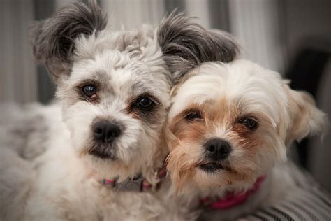Maltese Shih Tzu Mix Grooming
