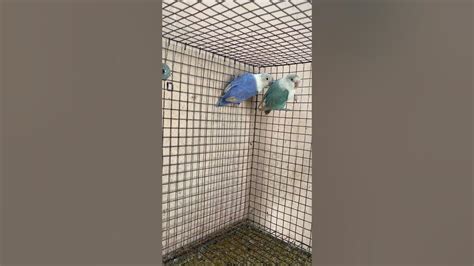 Split Pale Fallow African Lovebird Pair Youtube