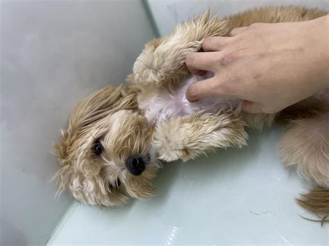 가정강아지분양 강아지입양 보더콜리 골든리트리버 사모예드 시바견 고양이분양가 시츄 몽이 책임분양 강아지배변훈련 도그마루 홈스쿨 강아지훈련소 강아지입질 강아지분리불안