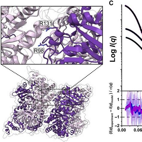 Hexamers Can Readily Form Dimers Through Mutations Of Residues Download Scientific Diagram