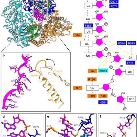 Molecular Interaction Between The EBOV Polymerase And The Leader RNA A