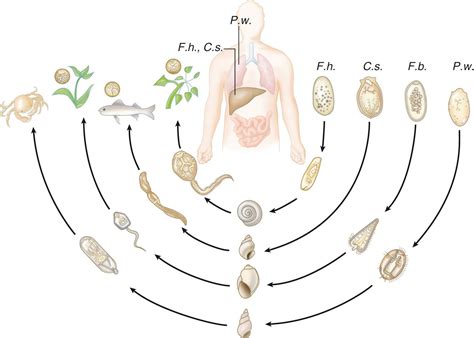 Trematodes Schistosomes And Liver Intestinal And Lung Flukes
