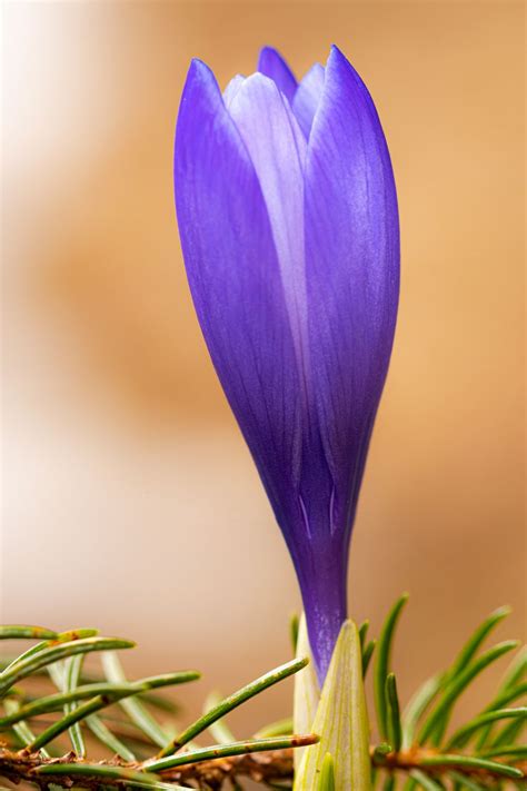 Всеки път когато снимам макрофотография нося със себе си пулверизатор