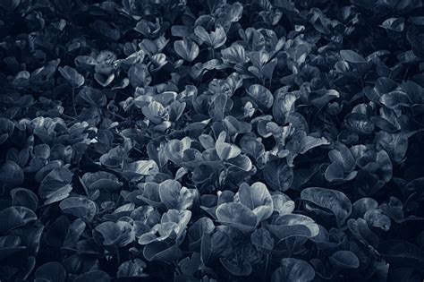 흑백 배경에 염소 발 덩굴 식물 해변 나팔꽃 또는 Ipomoea Pescaprae 0명에 대한 스톡 사진 및 기타 이미지 0