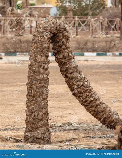 Old Dead Palm Tree In Nature Stock Image Image Of Cross Fallen