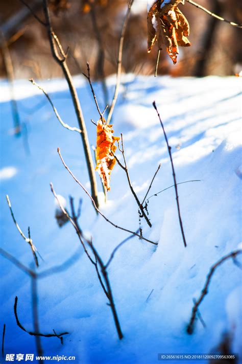 雪中小景摄影图树木树叶生物世界摄影图库昵图网
