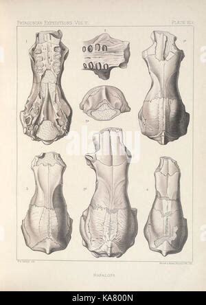 Reports Of The Princeton University Expeditions To Patagonia 1896 1899