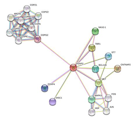 Foxp2 Protein Overview Sino Biological