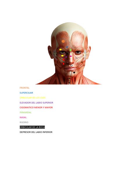 Puntos Motores Faciales Pdf