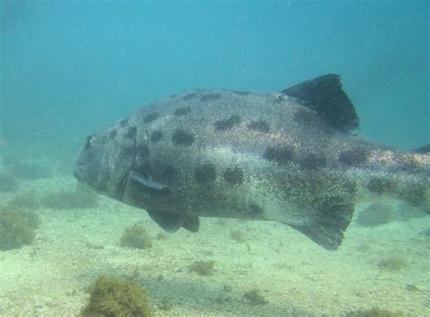 Giant Sea Bass Mexican