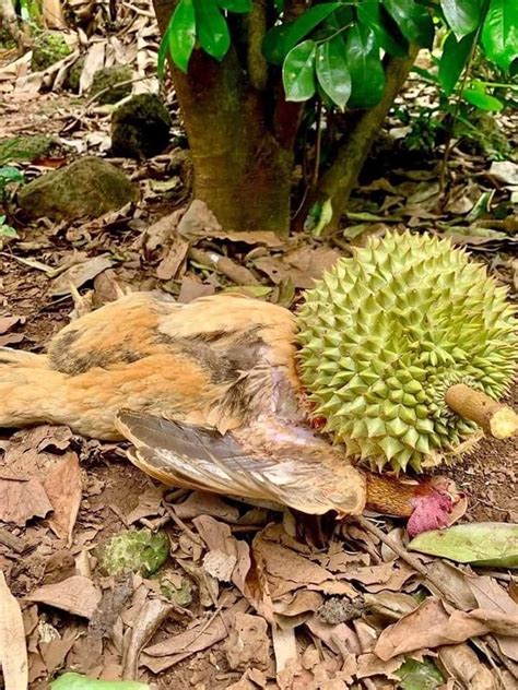 🐓 อยู่ให้ห่างต้นทุเรียน อ มาศ ซินแสฮวงจุ้ยระดับโลก