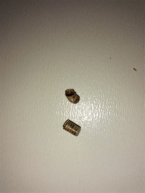 Whats This Shell R Insects