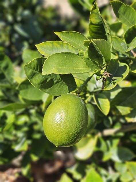Key Lime Tree Seeds Citrus Aurantifolia Grow Tart And Flavorful Limes