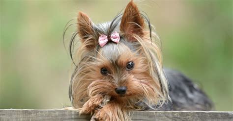 Yorkshire Terrier Dog Breed Complete Guide Az Animals