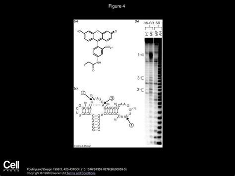 Isolation And Characterization Of Fluorophore Binding RNA Aptamers