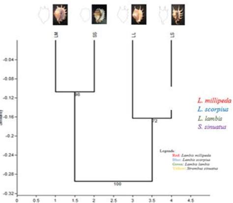 Figure 1 From Elliptic Fourier Analysis In Describing Shell Shapes Of