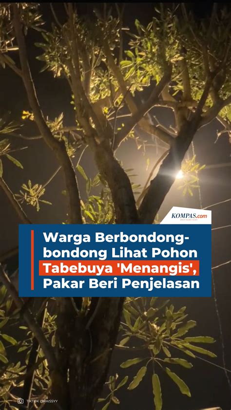 Warga Berbondong Bondong Lihat Pohon Tabebuya Menangis Pakar Beri