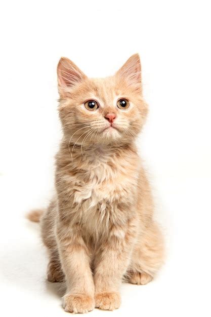 Gato Imagens Download Grátis No Freepik