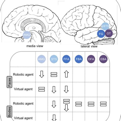 The Person Perception Network And The Observation Of Emotion In
